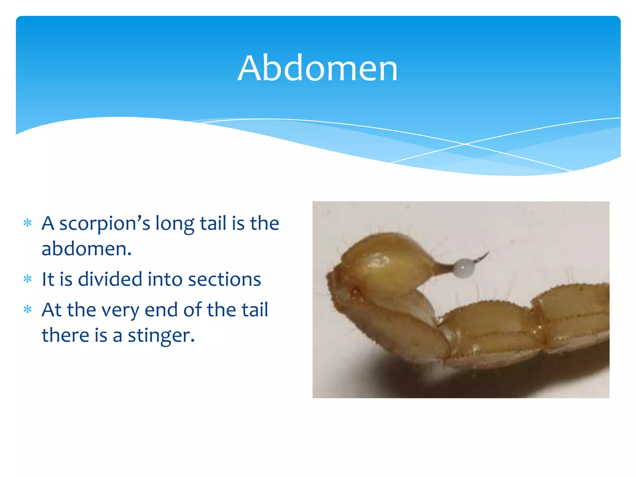 All About Scorpions | PPTX