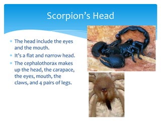 All About Scorpions | PPT