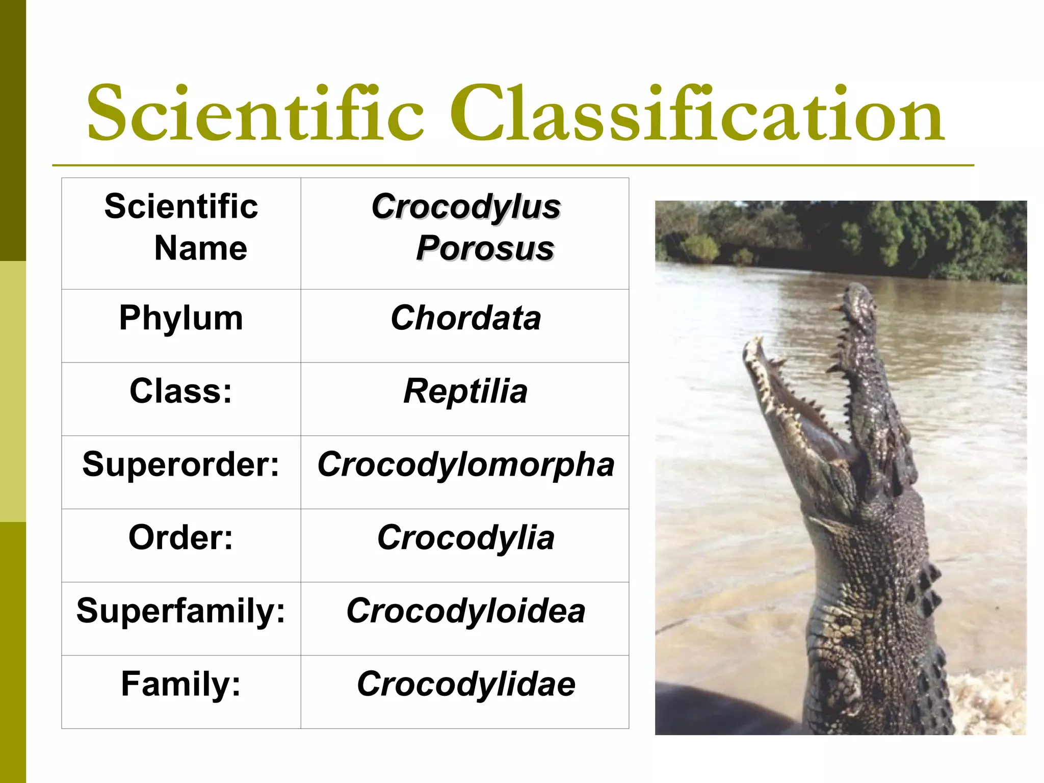 Alex mazzadi alex science project saltwater crocs | PPT