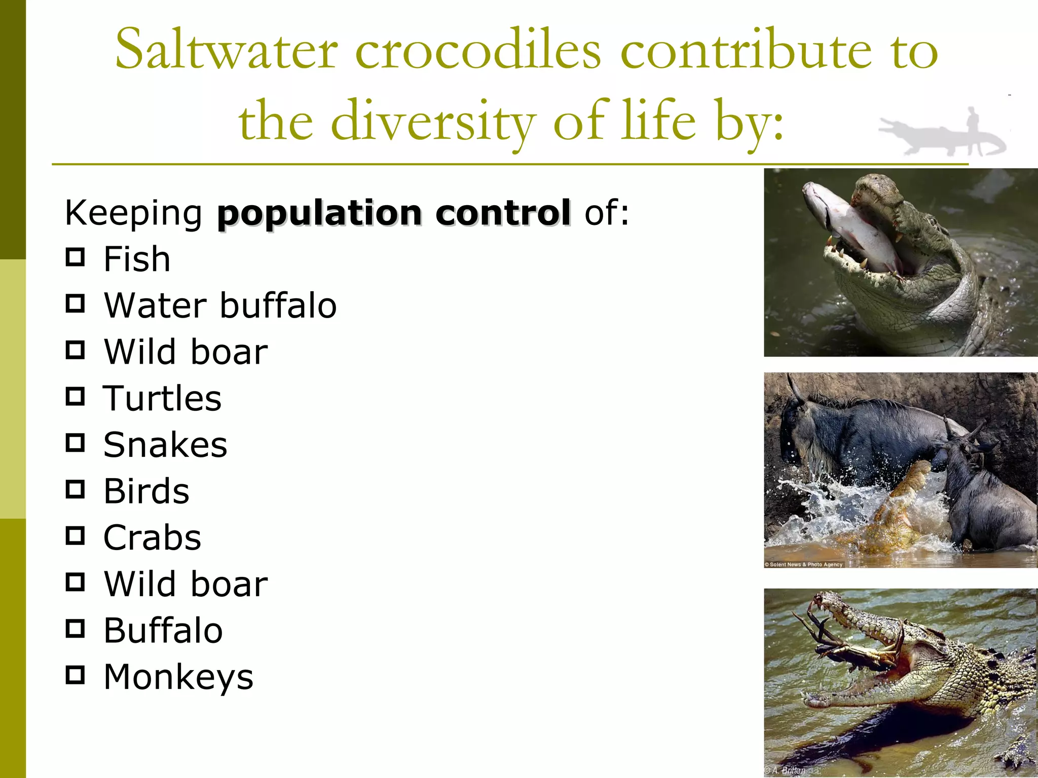 Alex mazzadi alex science project saltwater crocs | PPT | Reptiles | Pets
