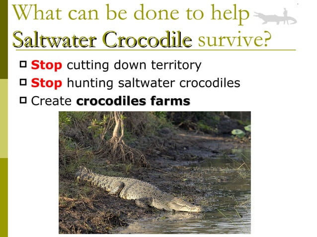 Alex mazzadi alex science project saltwater crocs | PPT | Reptiles | Pets