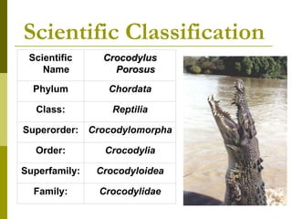 Alex mazzadi alex science project saltwater crocs | PPT