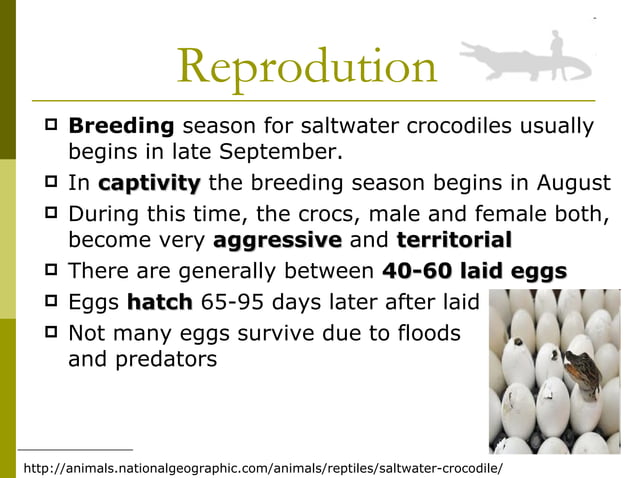 Alex mazzadi alex science project saltwater crocs | PPT | Reptiles | Pets