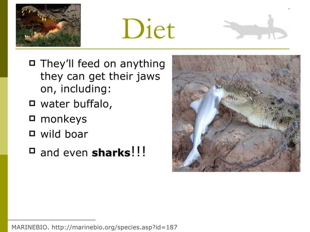 Alex mazzadi alex science project saltwater crocs | PPT | Reptiles | Pets