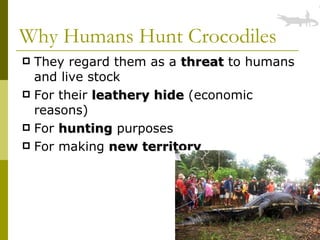 Alex mazzadi alex science project saltwater crocs | PPT | Reptiles | Pets