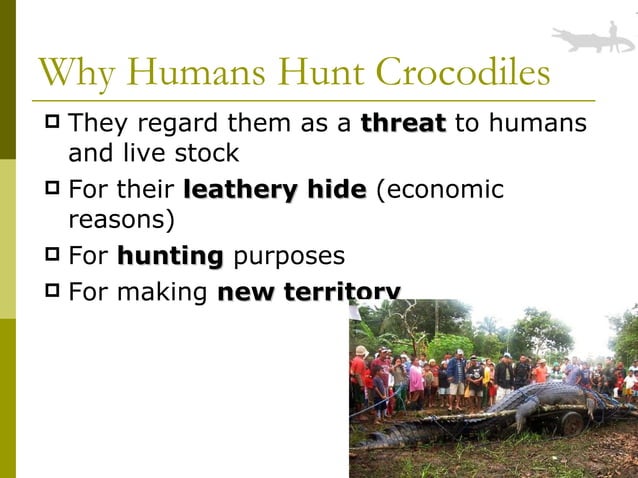 Alex mazzadi alex science project saltwater crocs | PPT | Reptiles | Pets