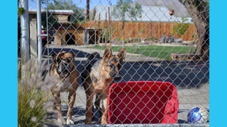 slideshow theme | PDF