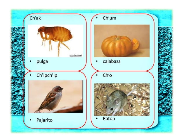 Alfabeto en tseltal | PPT