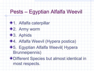 Alfalfa | PPT