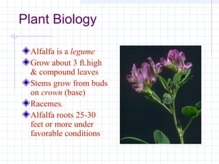 Alfalfa | PPT