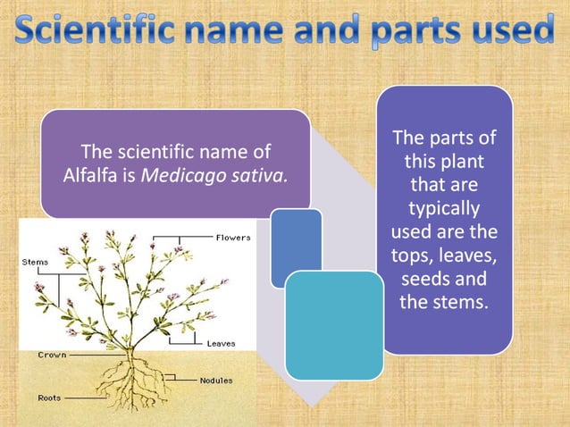 Alfalfa and it's uses | PPT
