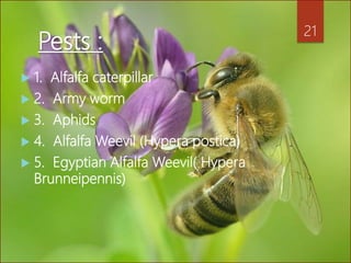 Alfalfa crop | PPTX