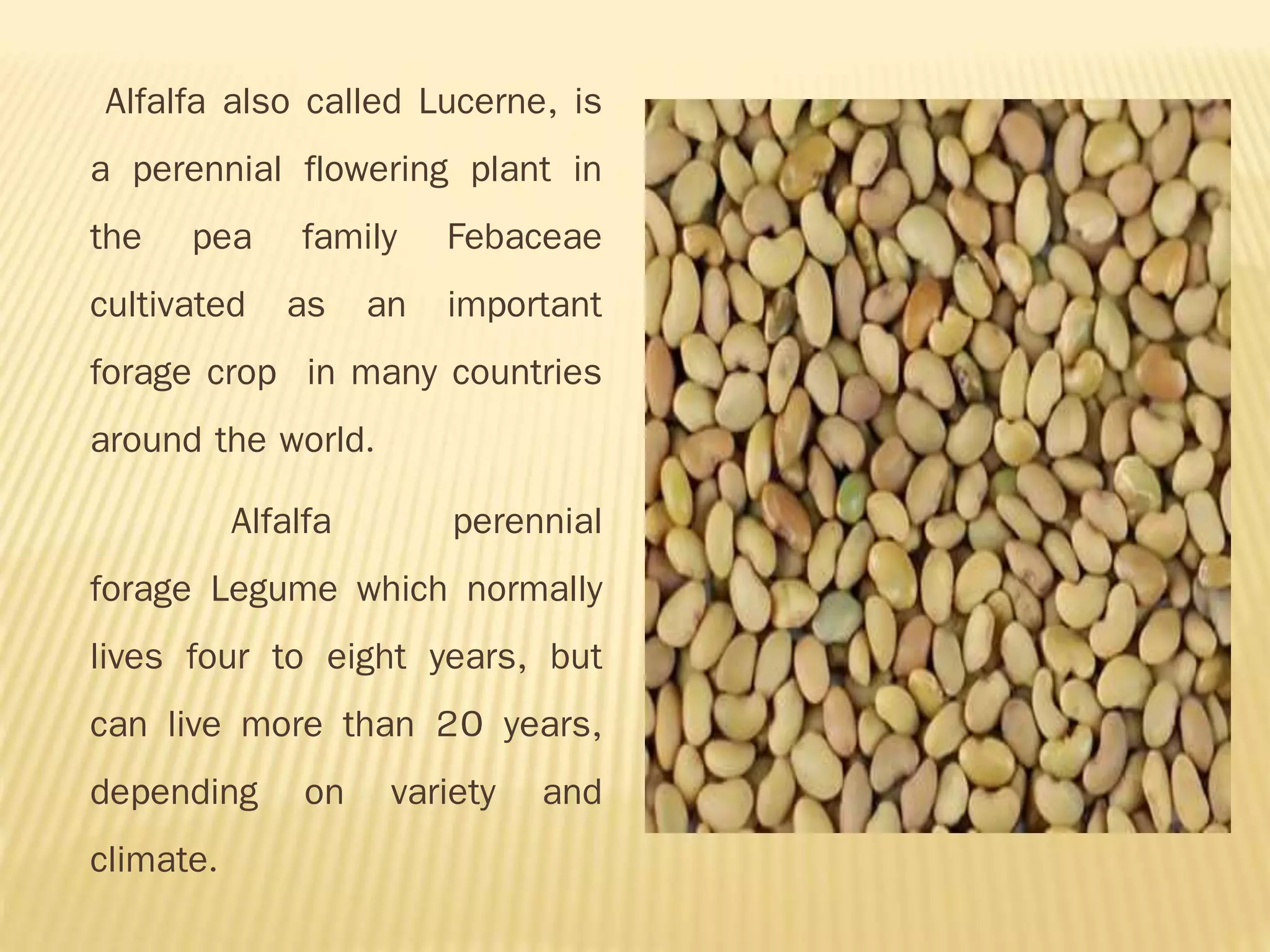 Alfalfa seeds | PPTX