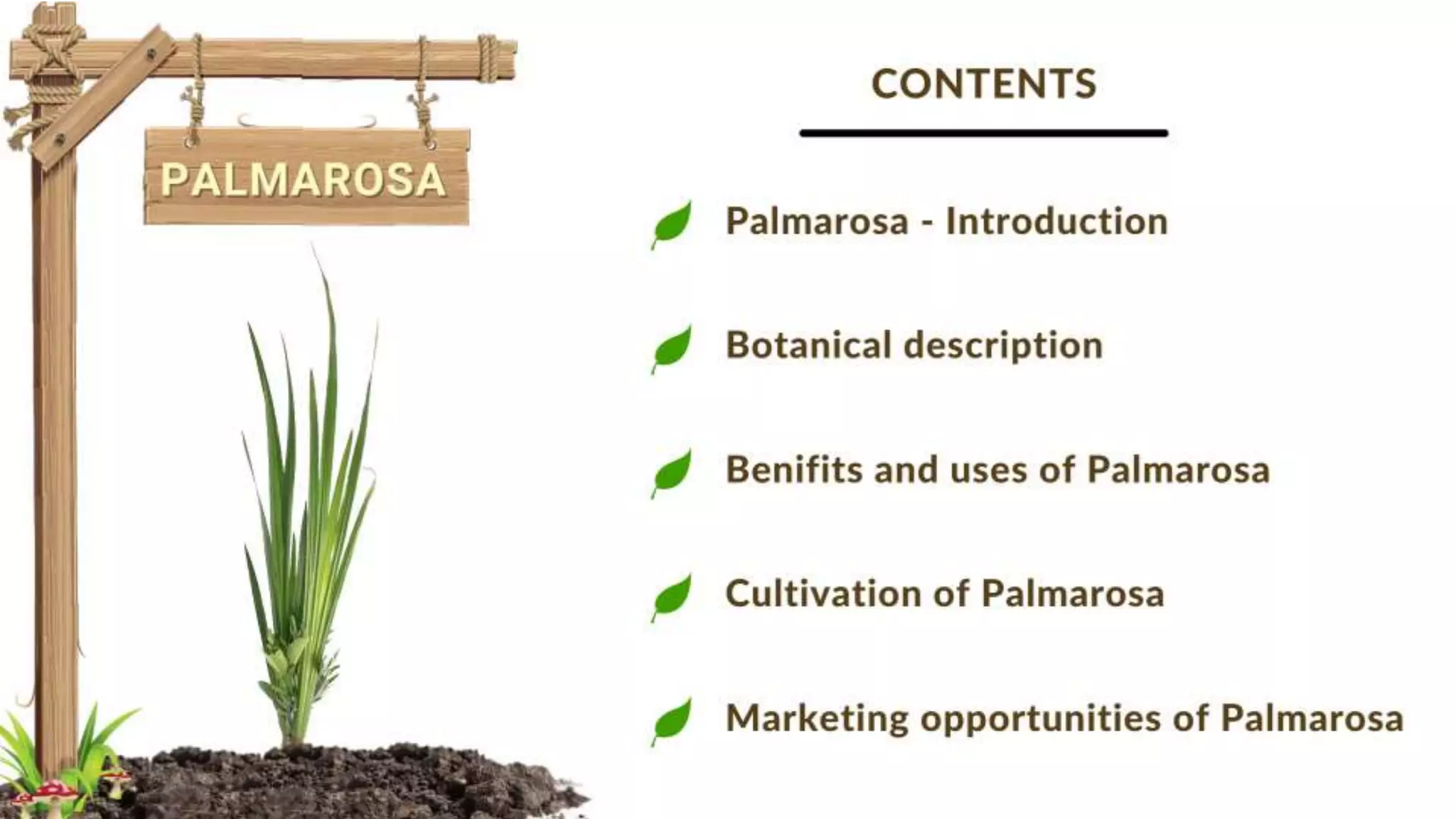 PALMAROSA (Cymbopogon martinii) | PPTX