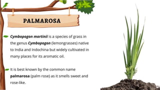 PALMAROSA (Cymbopogon martinii) | PPTX
