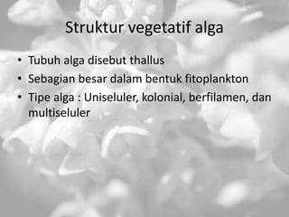 Alga | PPTX