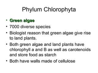 Algae | PPT