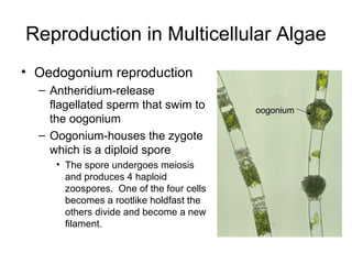 Algae | PPT