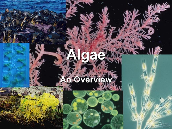 Algae General Characters And Classification