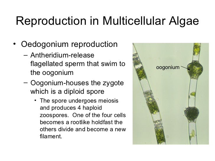Morphology Of Oedogonium With Diagram Algae