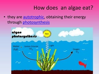 Algae | PPT