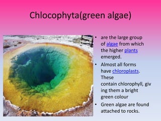Algae | PPTX