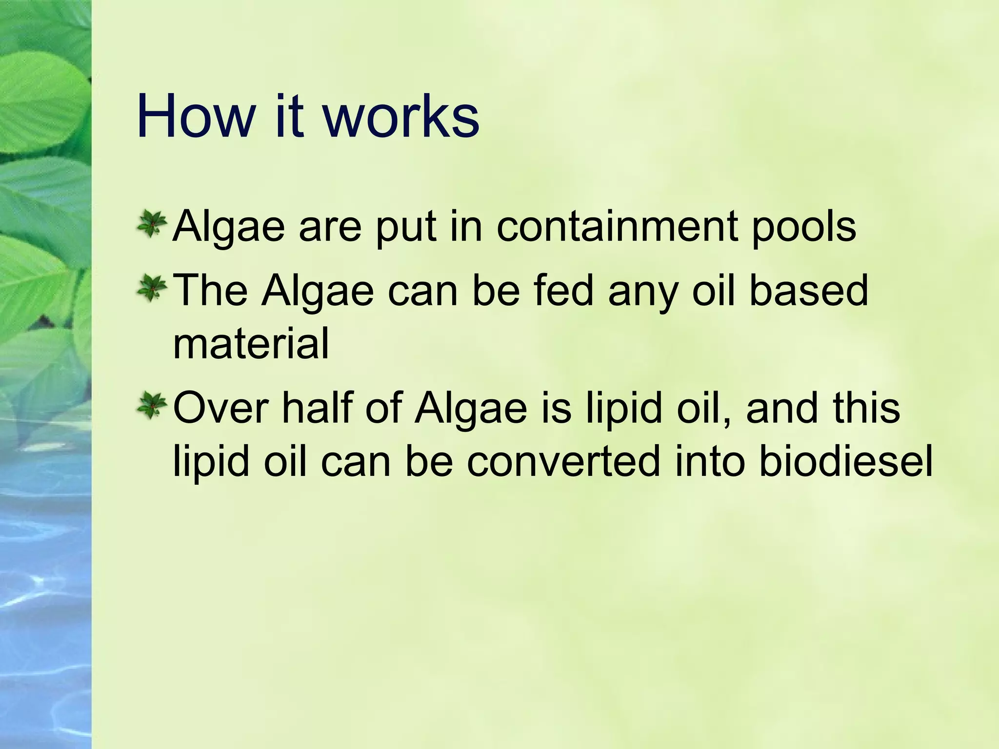 Algae | PPT