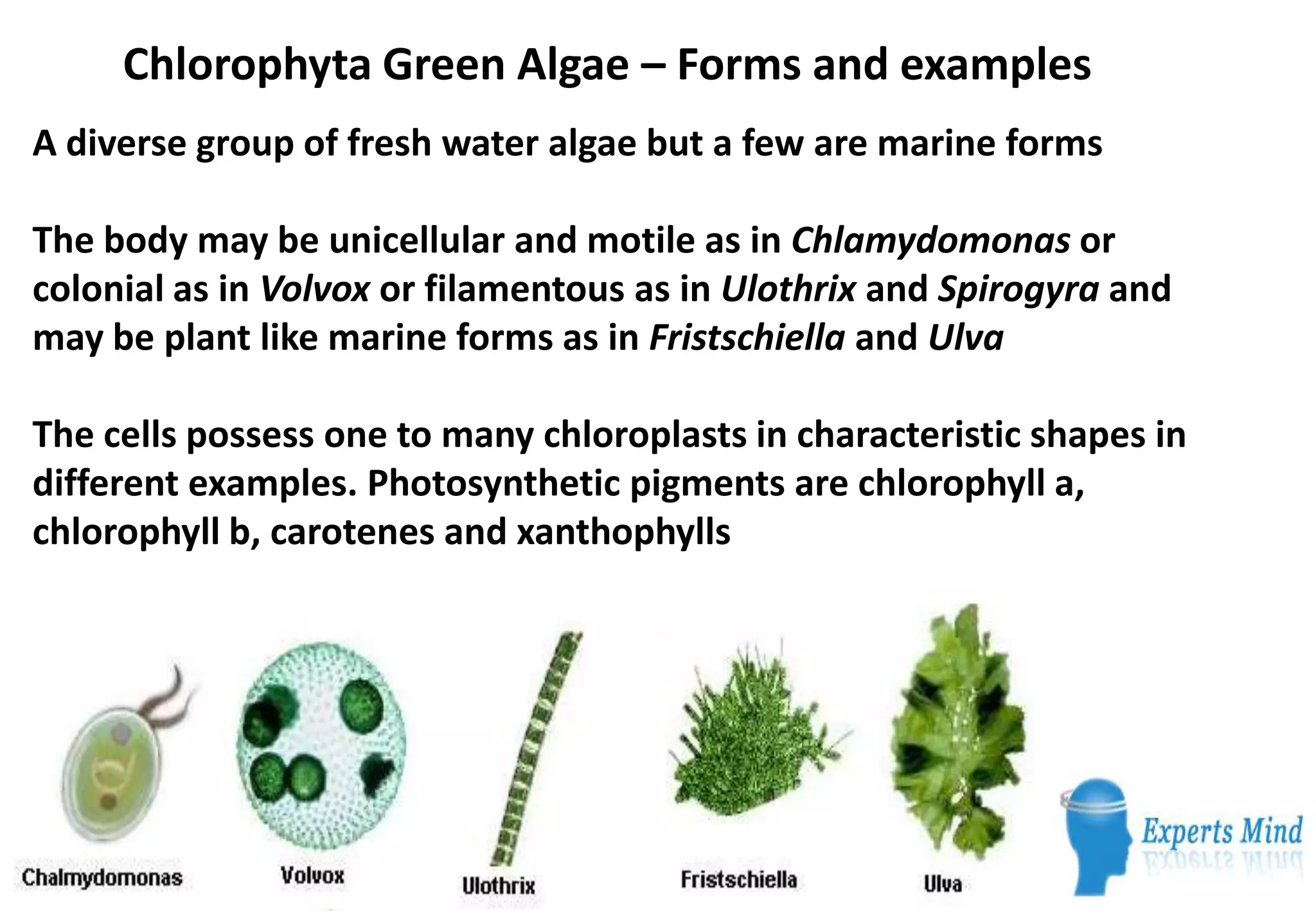 Algae | PPTX
