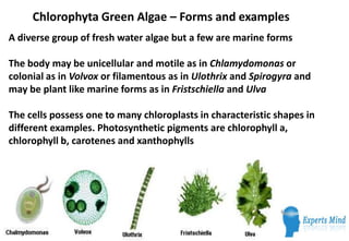 Chlorophyta Examples