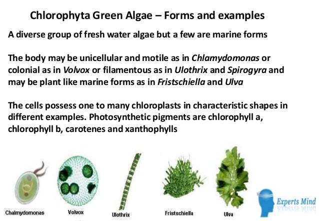 Green Algae Characteristics