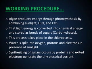 Energy From Algae Using Microbial Fuel Cells | PPTX