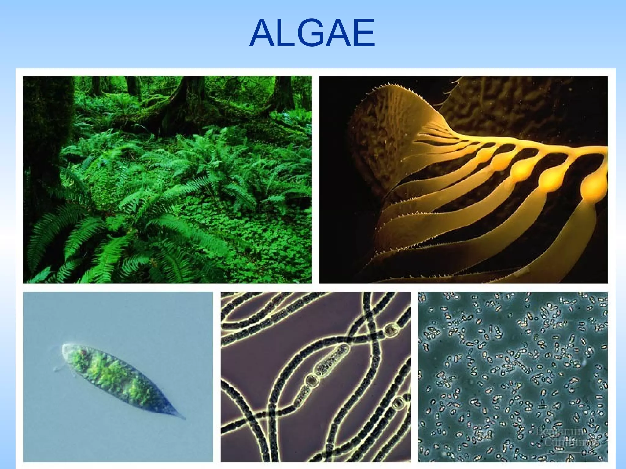 Algae | PPT