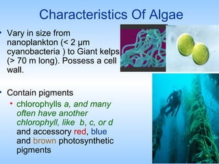 Algae | PPT