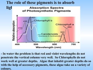 Algae | PPT