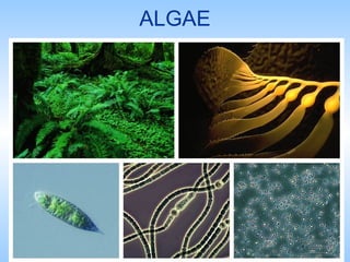 Algae | PPT