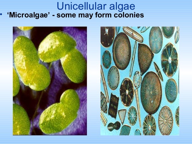 Unicellular Algae Vs Multicellular Algae