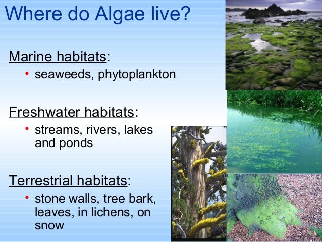 Algae