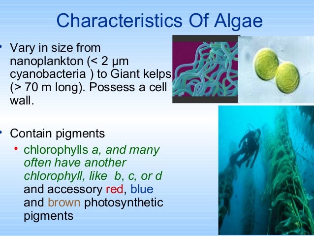 Algae