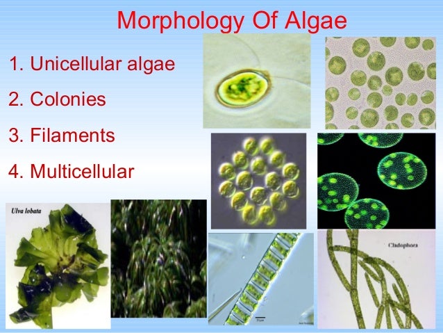 Algae