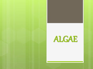 Algae | PPTX