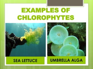 Algae | PPTX