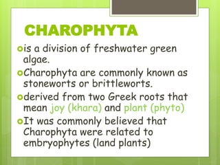 Algae | PPTX