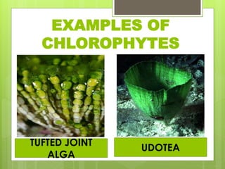 Chlorophyta Examples