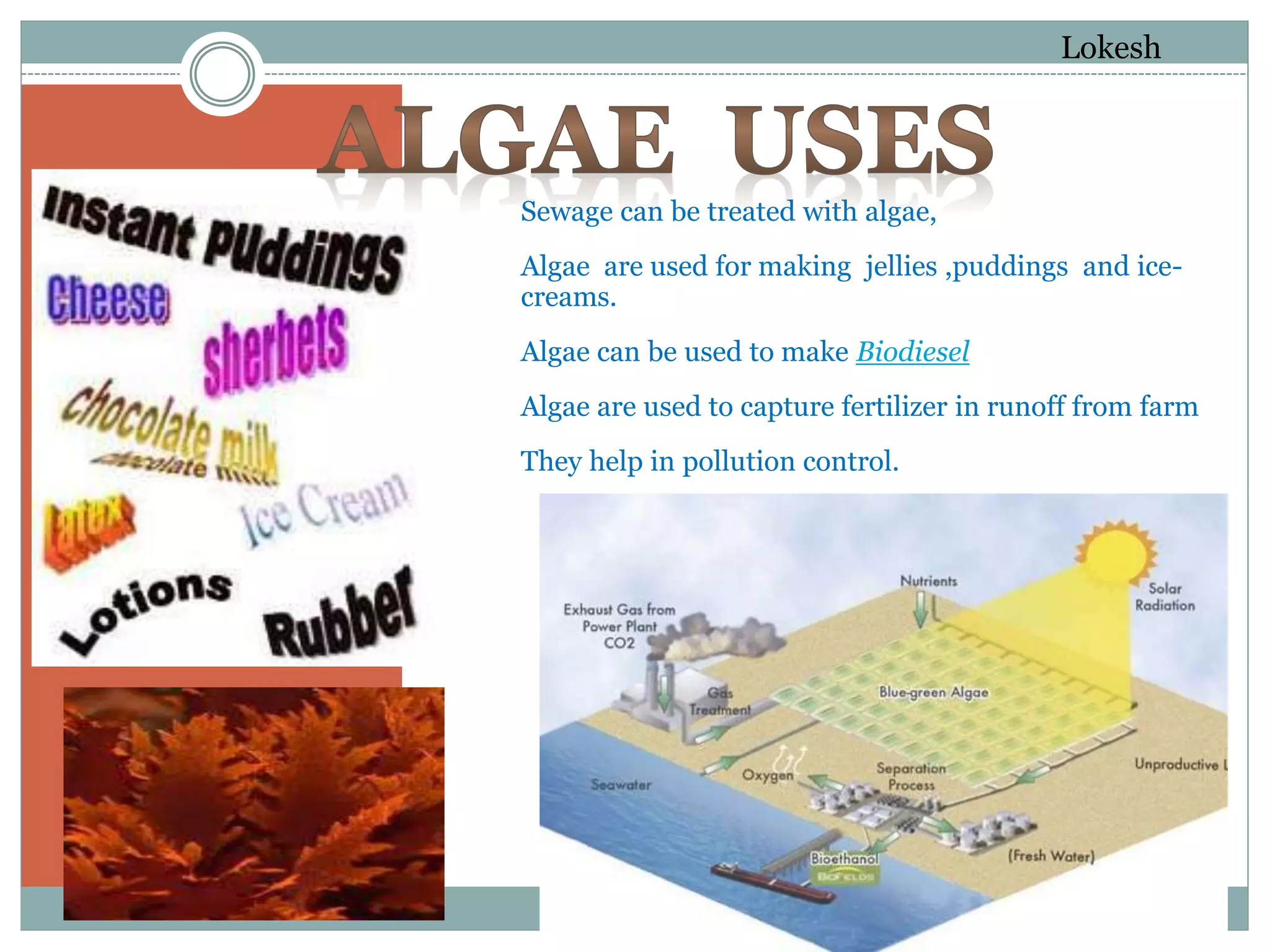 Algae | PPT | Free Download