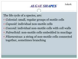 Algae | PPTX