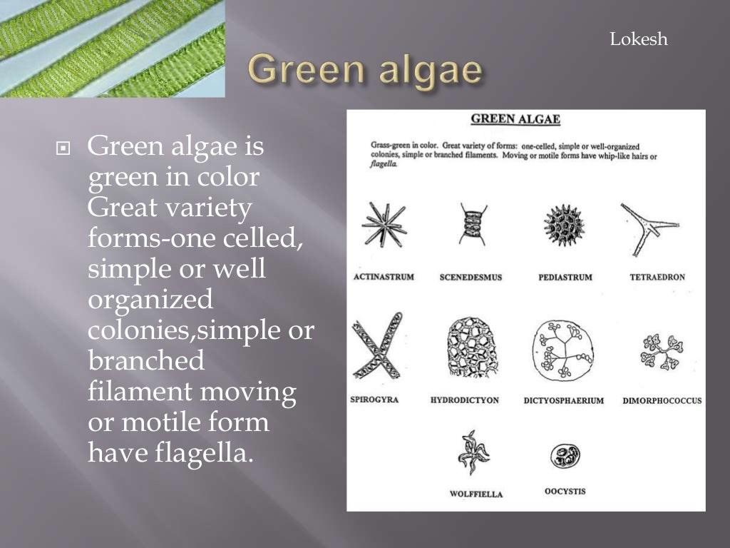 Characters Of Algae Explained With Diagram