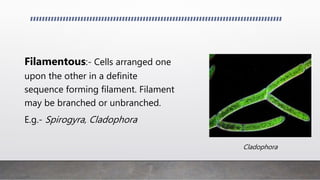 Algae | PPTX