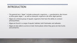 Algae | PPTX