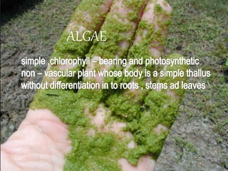 Algae | PPTX