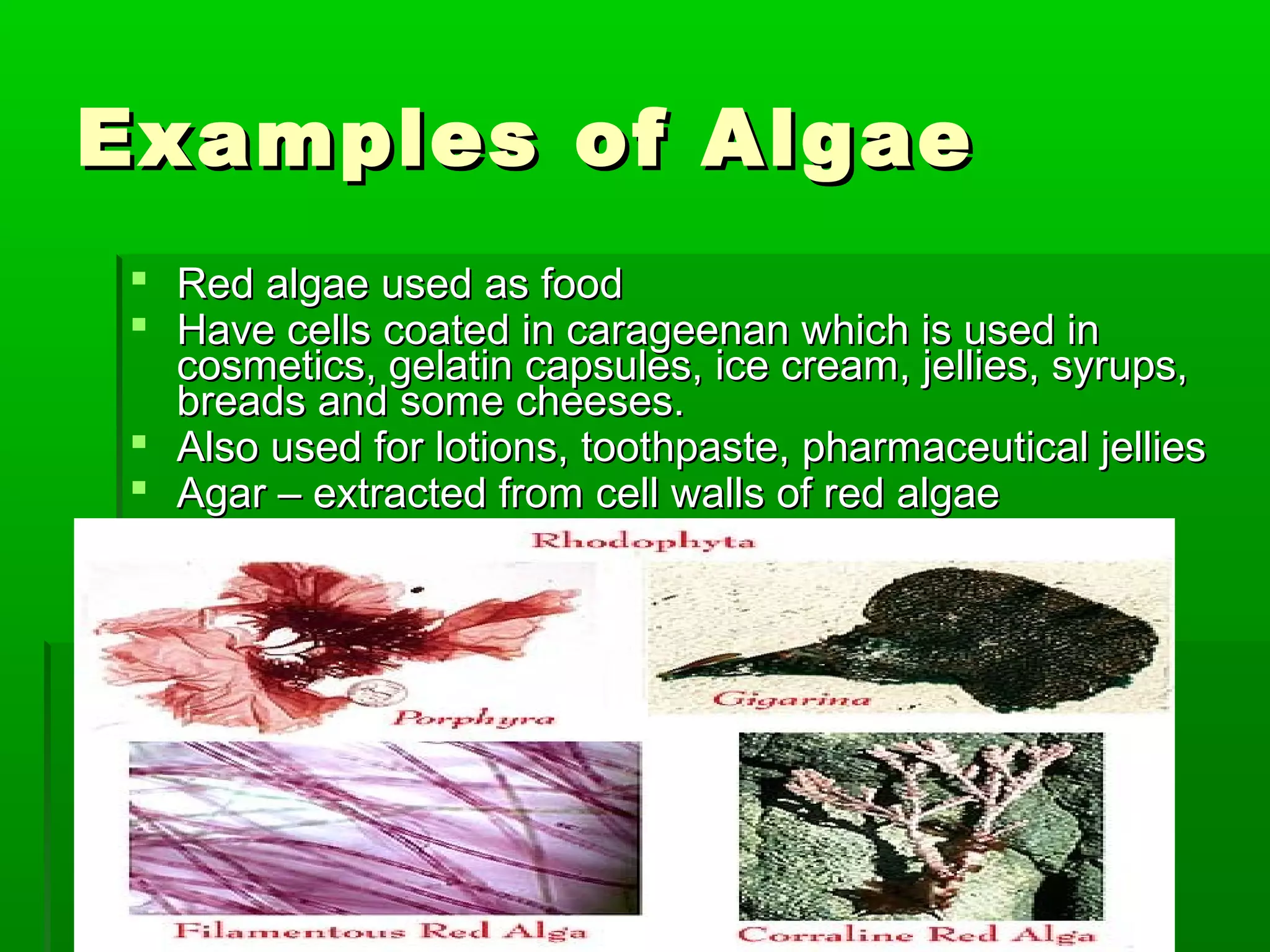 Algae | PPT